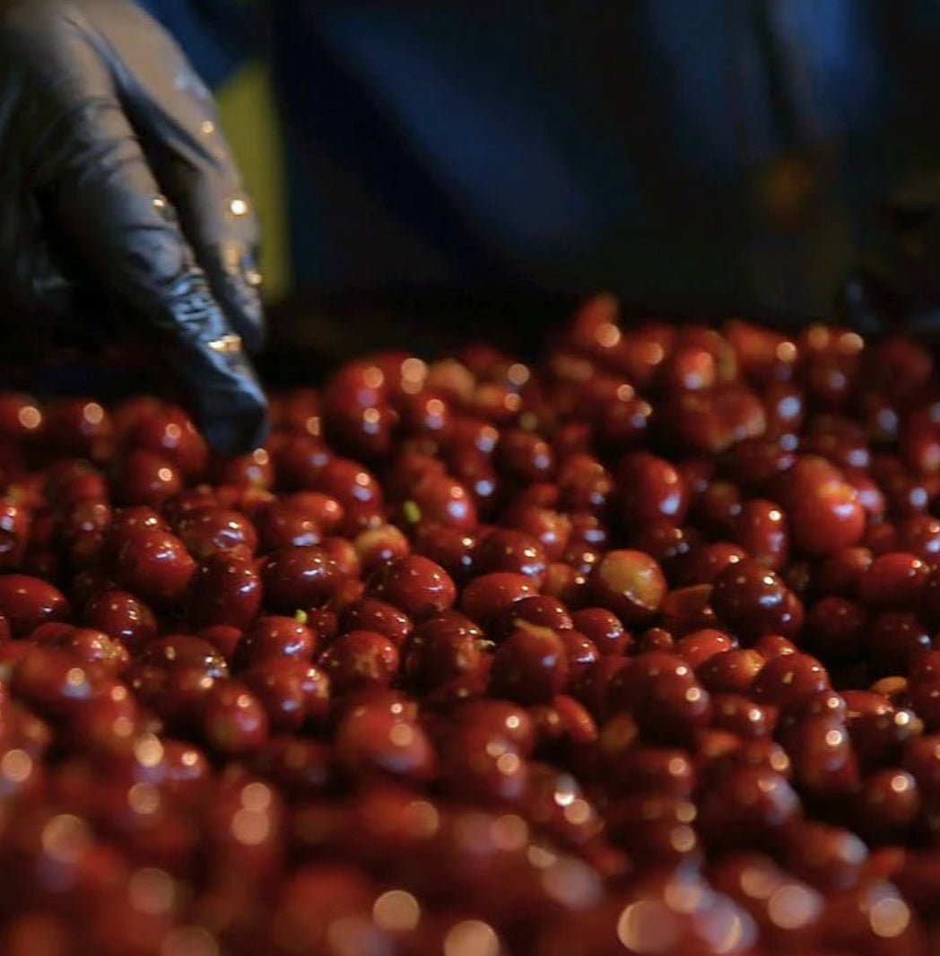 Finca El Diviso Sidra – Prairie Lily Coffee